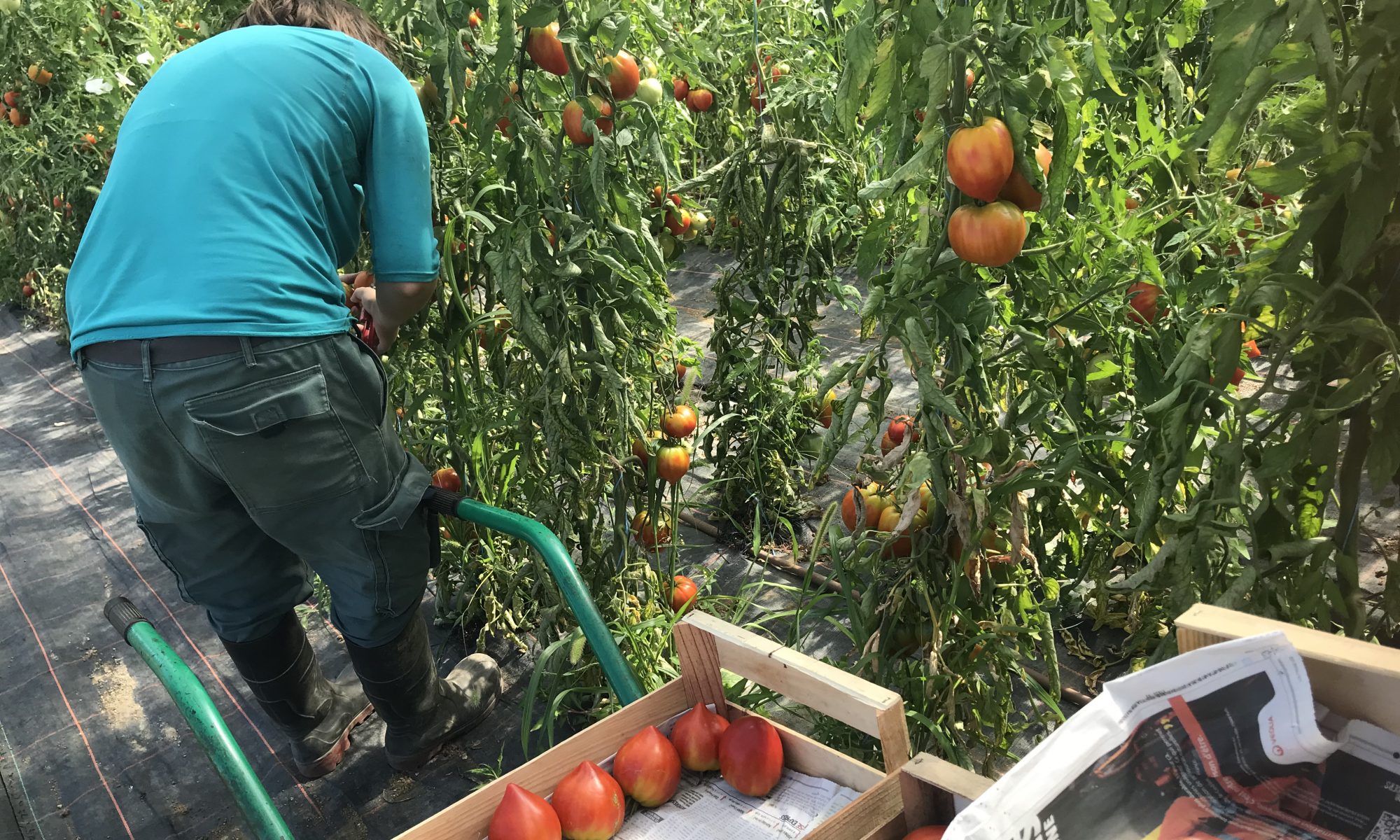 Feuille de Chou – Les Triandines